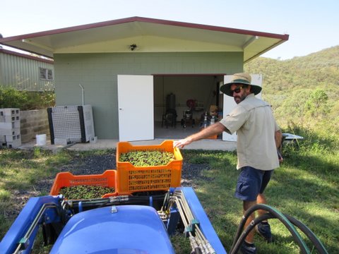 Where to buy? | Queensland olive council inc.